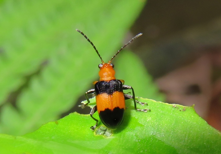 Shining Leaf Beetles (Lema delauneyi) - Bali Wildlife