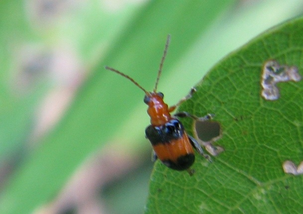 Shining Leaf Beetles (Lema delauneyi) - Bali Wildlife