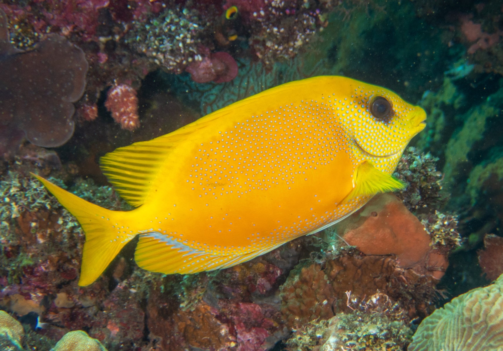 Coral Rabbitfish (Siganus corallinus) - Bali Wildlife