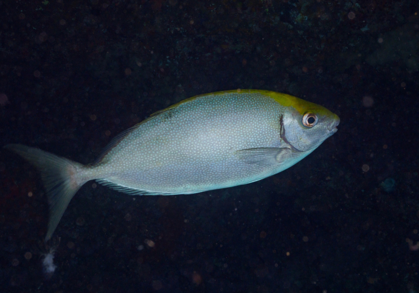 Black Rabbitfish (Siganus fuscescens) - Bali Wildlife