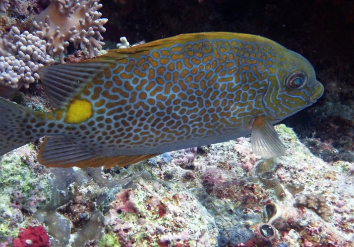 Golden Rabbitfish (Siganus guttatus) - Bali Wildlife