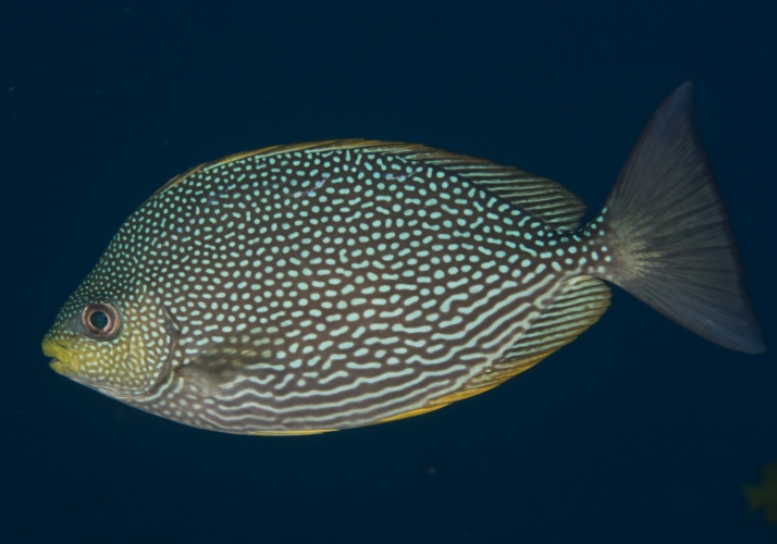 Java Rabbitfish (Siganus javus) - Bali Wildlife