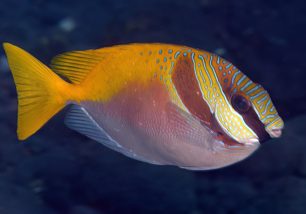 Doublebar Rabbitfish (Siganus virgatus) - Bali Wildlife