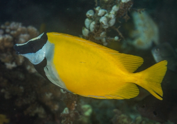 Ikan Semadar Cicit (Siganus vulpinus) - Bali Wildlife