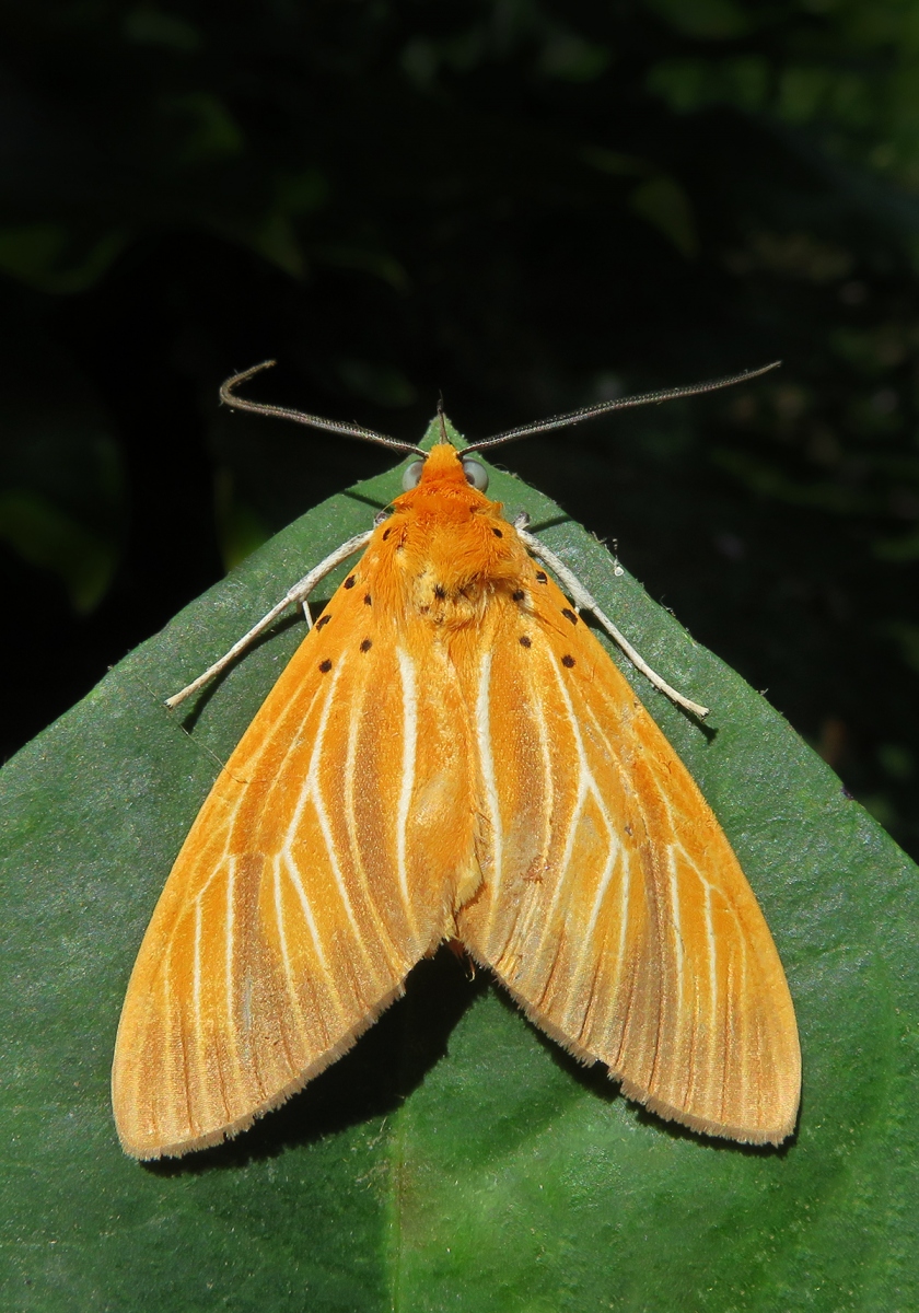 Snouted Tiger Moths (Asota egens) - Bali Wildlife
