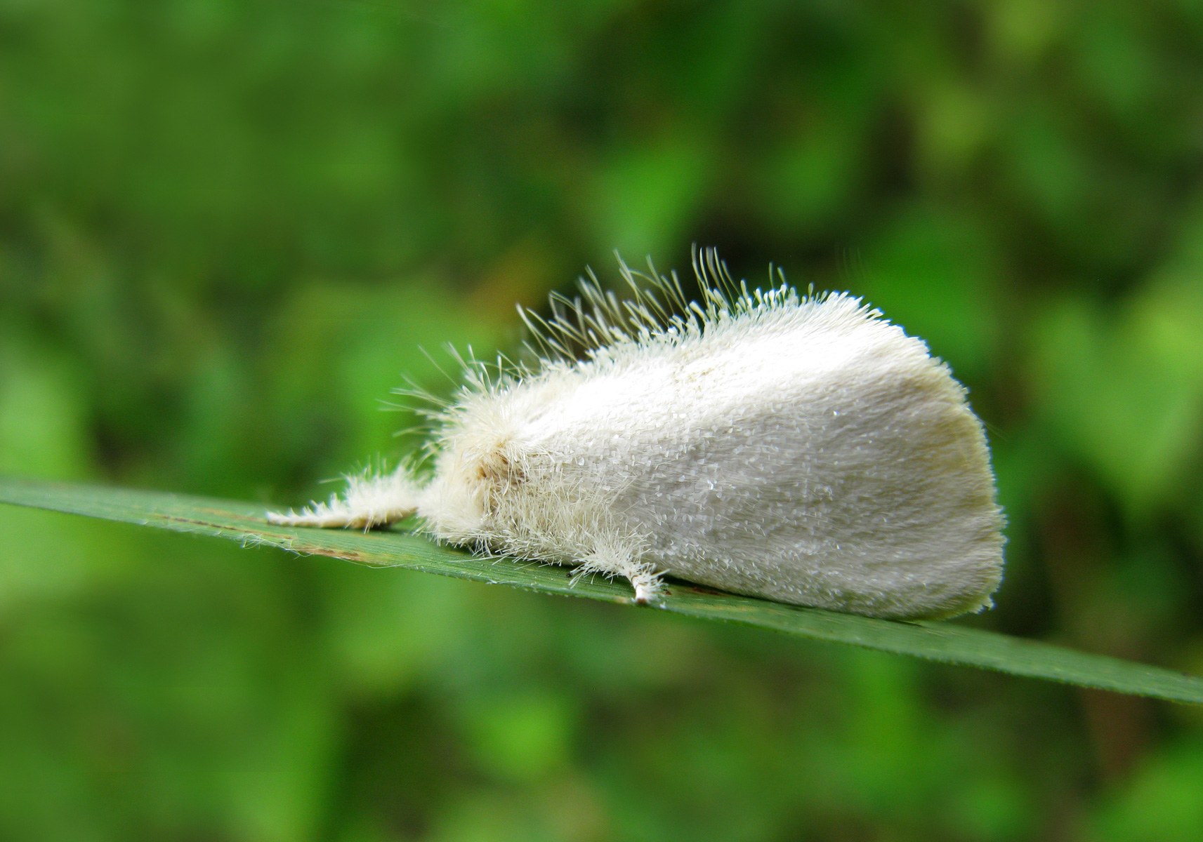 Swan Moth (Sphrageidus similis) - Bali Wildlife
