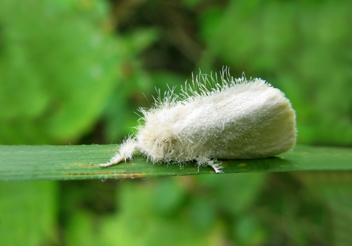 Swan Moth (Sphrageidus similis) - Bali Wildlife
