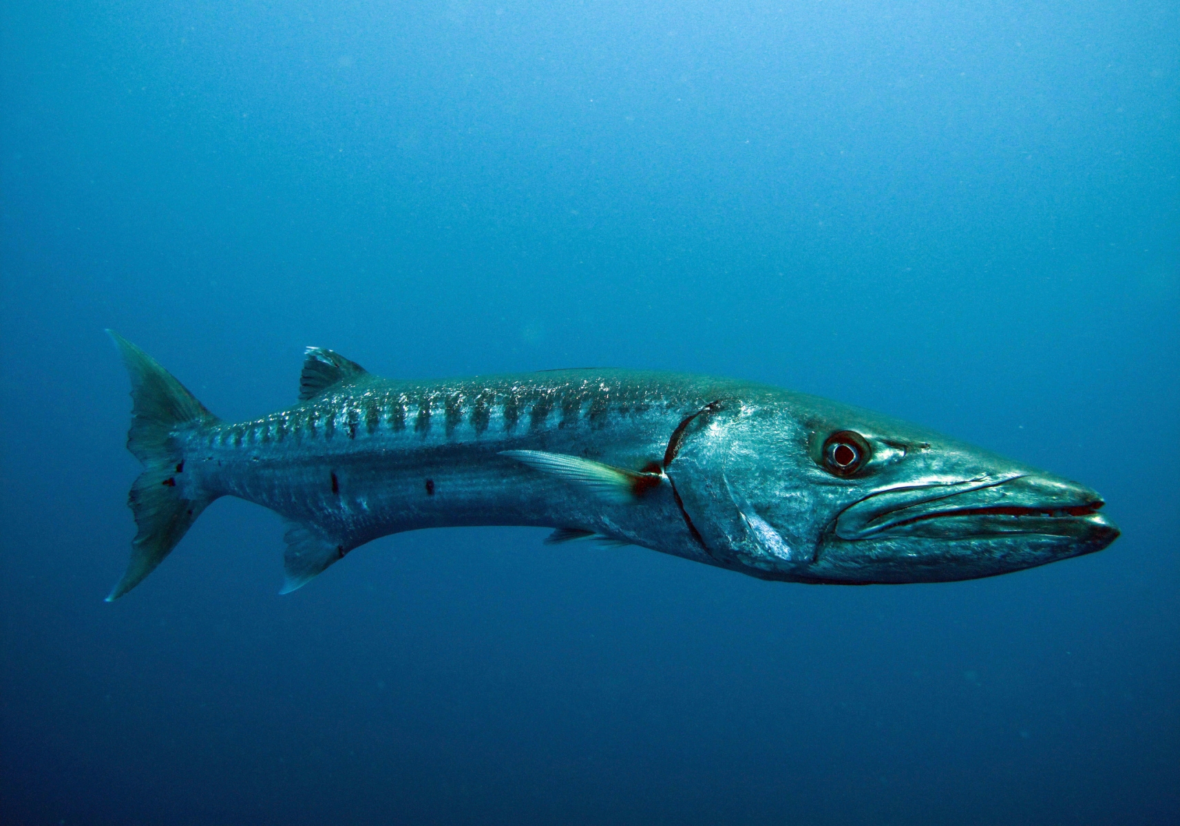 Great Barracuda (Sphyraena barracuda) - Bali Wildlife