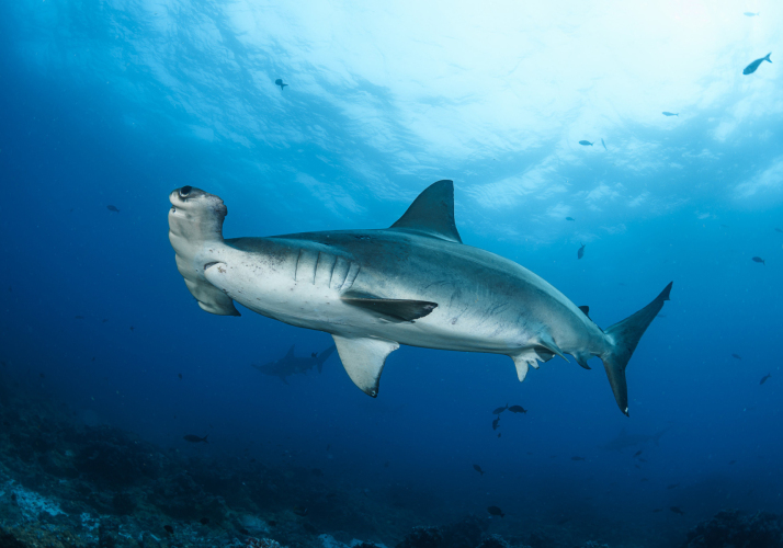 Scalloped Hammerhead (Sphyrna lewini) - Bali Wildlife