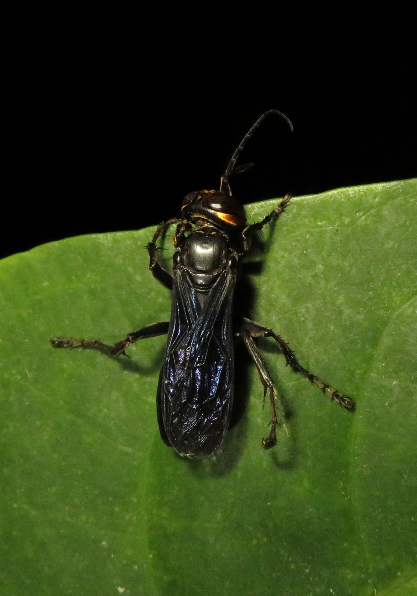 Square-headed Wasps (Liris ducalis) - Bali Wildlife