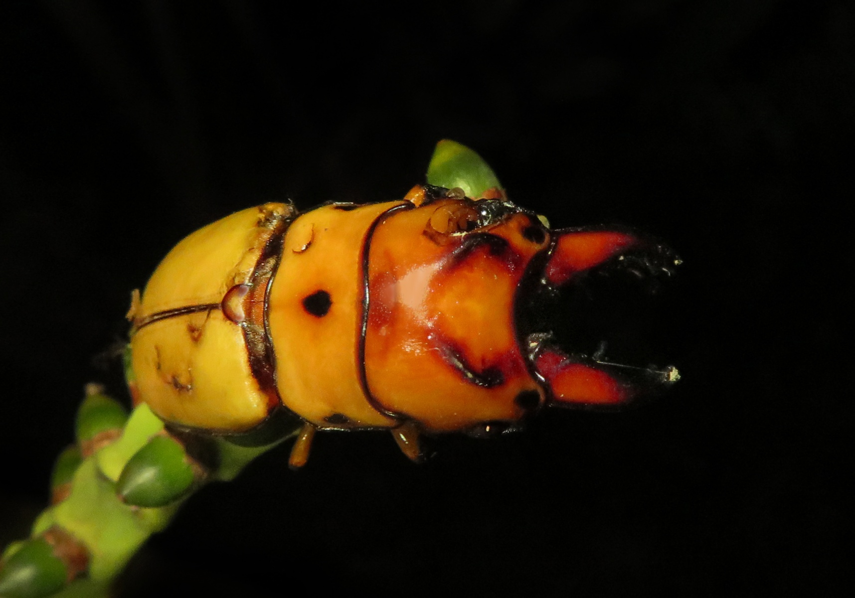 Stag Beetles (Prosopocoilus occipitalis) - Bali Wildlife