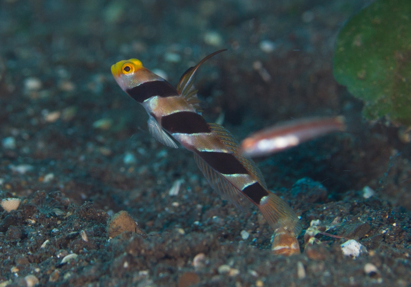 Black-rayed Shrimpgoby (Stonogobiops nematodes) - Bali Wildlife