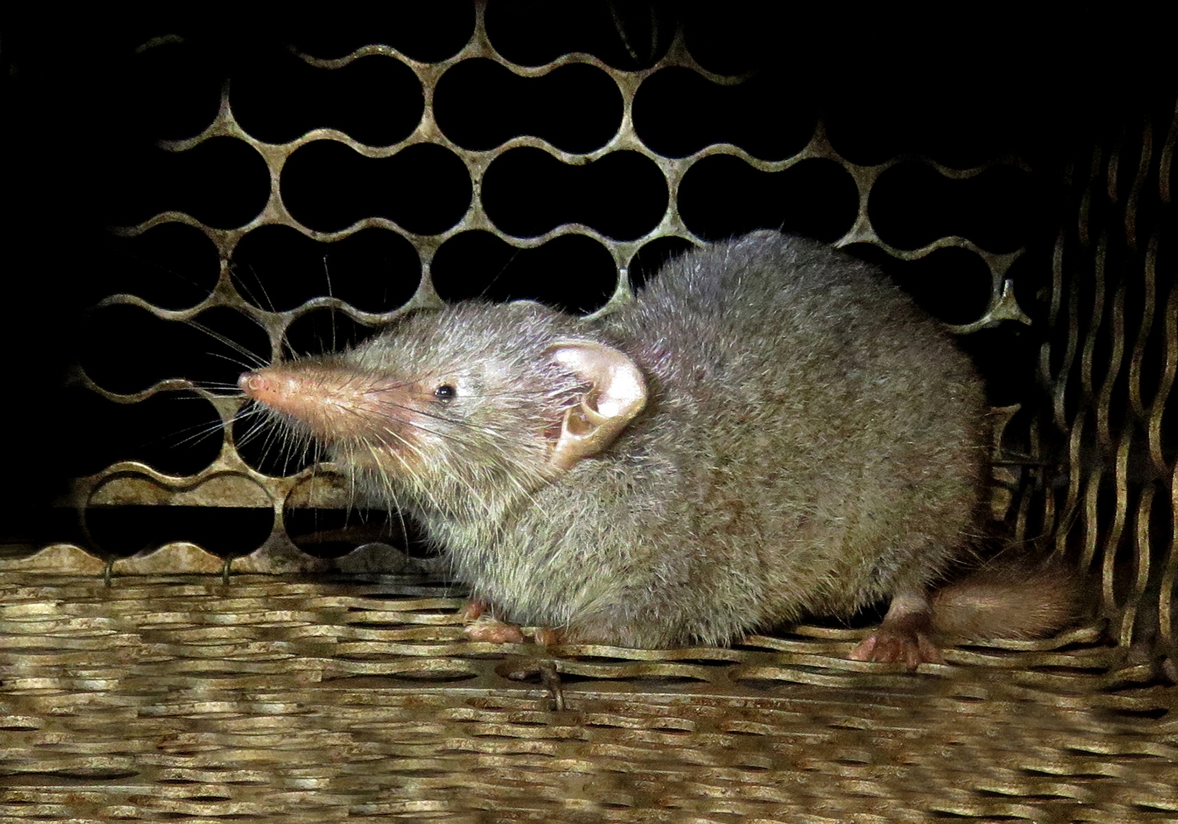 Asian House Shrew (Suncus murinus) - Bali Wildlife
