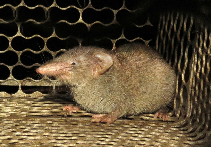 Asian House Shrew (Suncus murinus) - Bali Wildlife