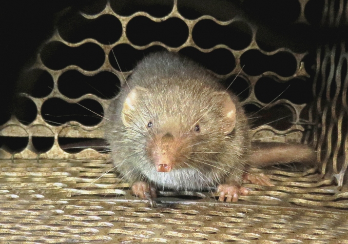 Asian House Shrew (Suncus murinus) - Bali Wildlife