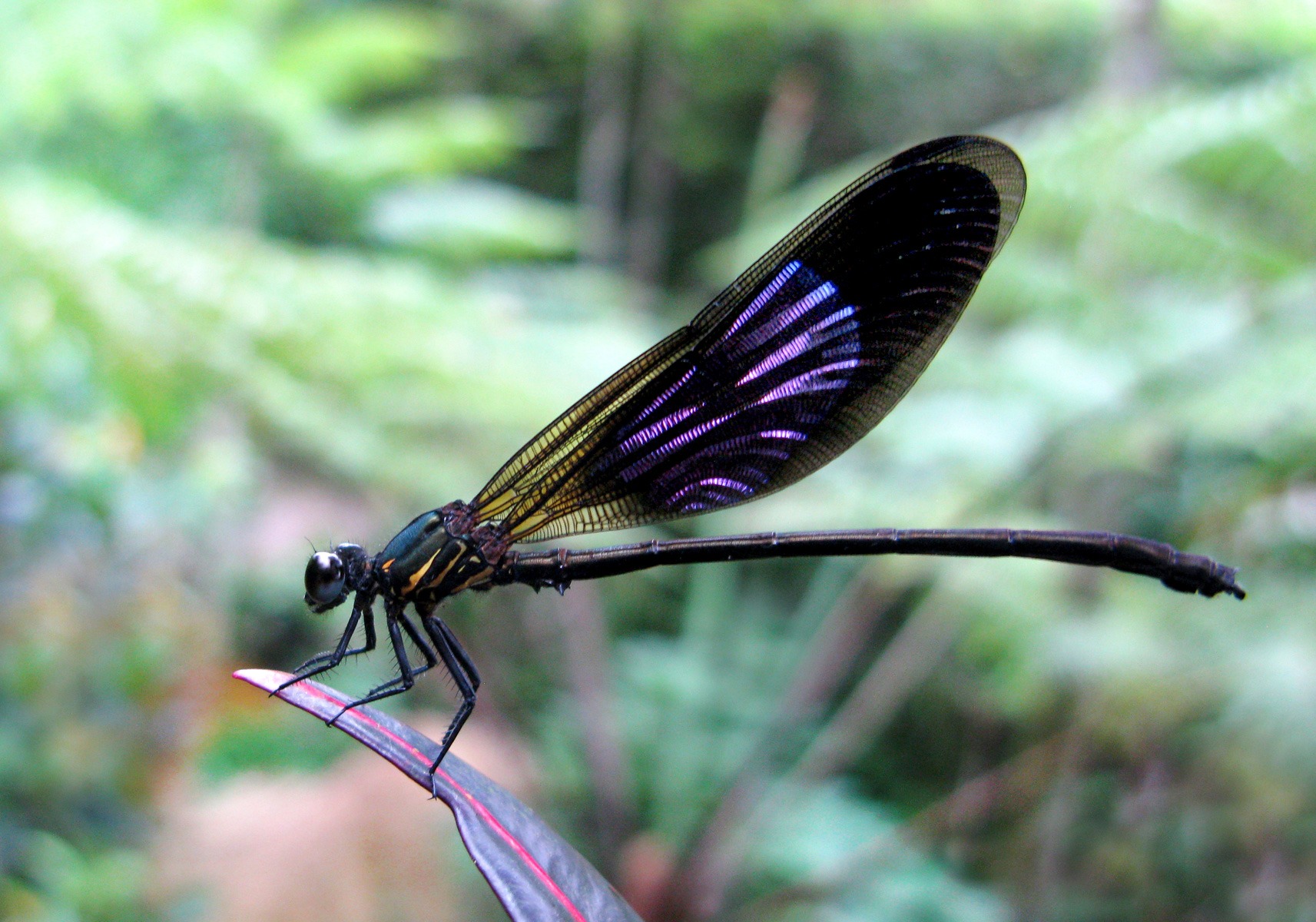 Sundanese Gossamerwing (Euphaea variegata) - Bali Wildlife