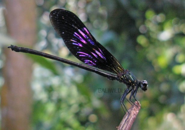 Sundanese Gossamerwing (Euphaea variegata) - Bali Wildlife