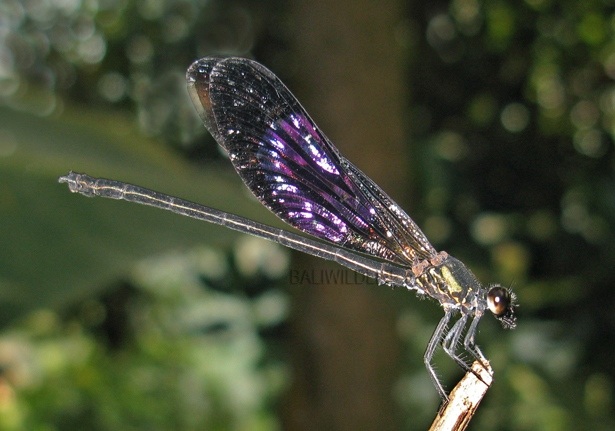Sundanese Gossamerwing (Euphaea variegata) - Bali Wildlife