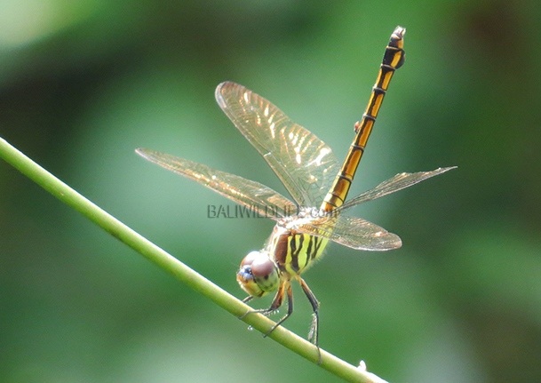 Swampwatcher (Potamarcha congener) - Bali Wildlife