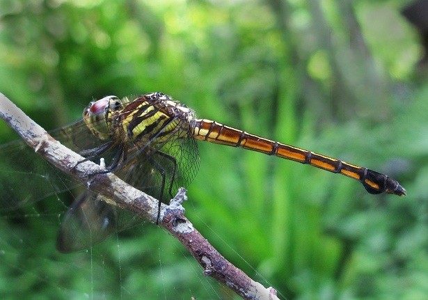 Swampwatcher (Potamarcha congener) - Bali Wildlife