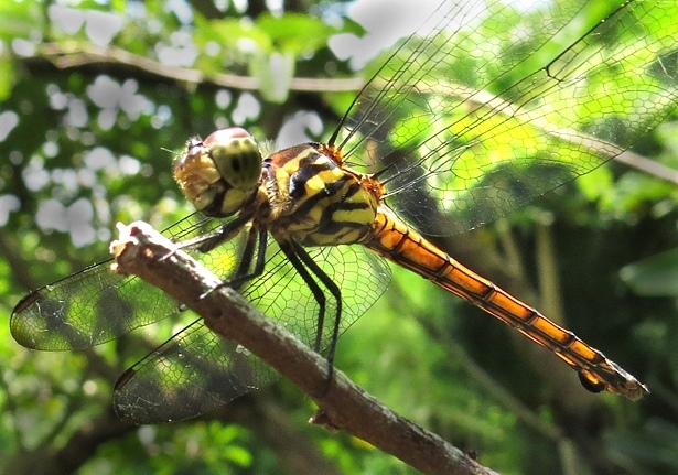 Swampwatcher (Potamarcha congener) - Bali Wildlife