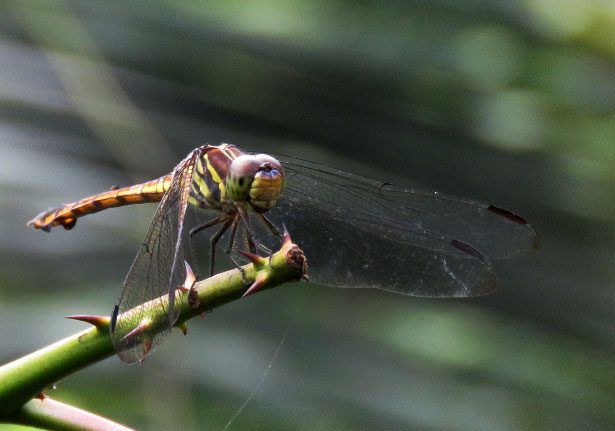 Swampwatcher (Potamarcha congener) - Bali Wildlife