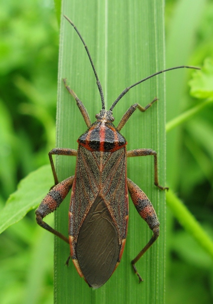 Sweet Potato Bug (Physomerus grossipes) - Bali Wildlife