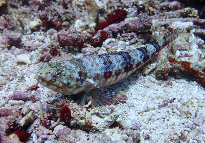 Variegated Lizardfish (Synodus variegatus) - Bali Wildlife