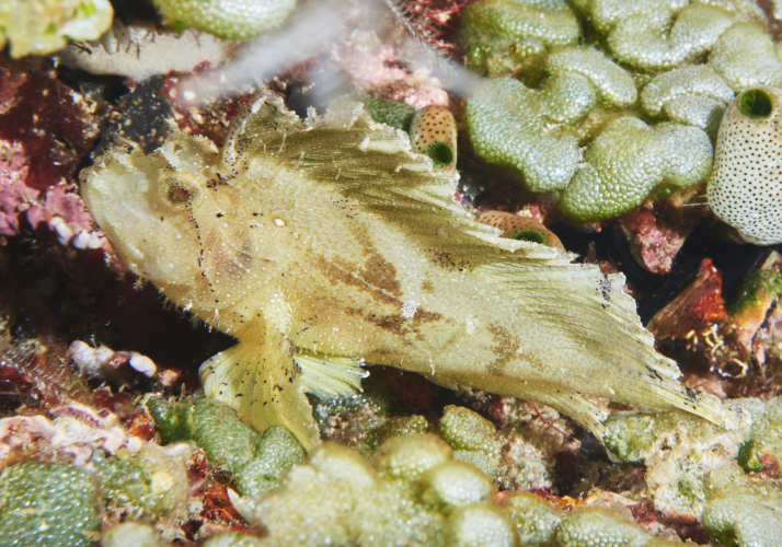 Leaf Scorpionfish (Taenianotus triacanthus) - Bali Wildlife