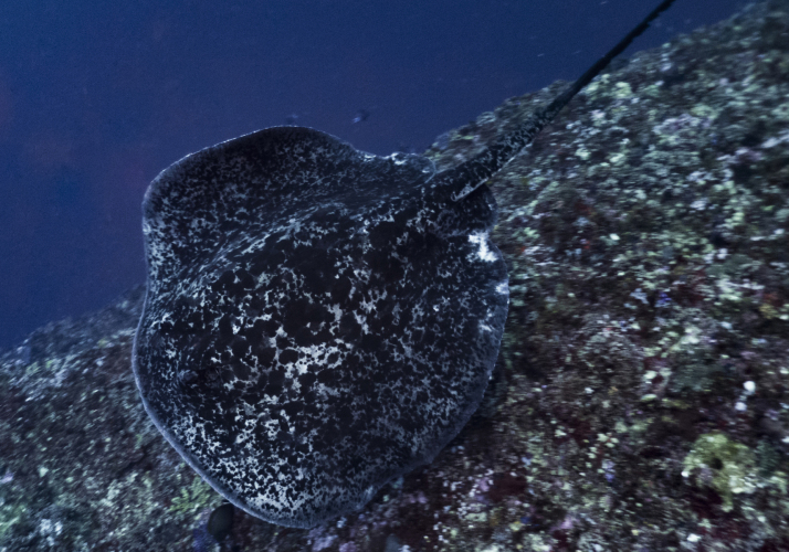 Blotched Fantail Ray (Taeniurops meyeni) - Bali Wildlife