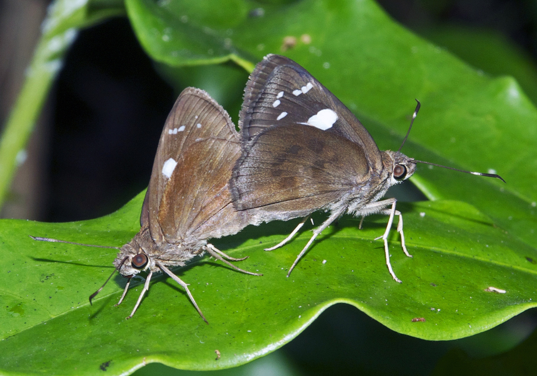 The Restricted Demon (Notocrypta curvifascia) - Bali Wildlife