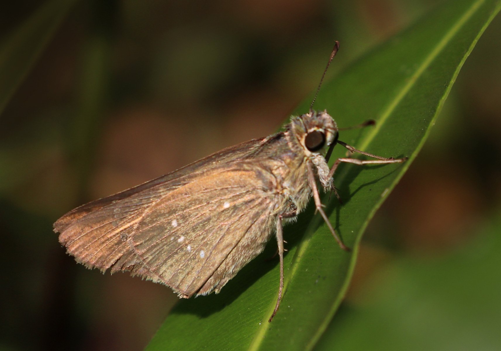 The Small Branded Swift (Pelopidas mathias) - Bali Wildlife