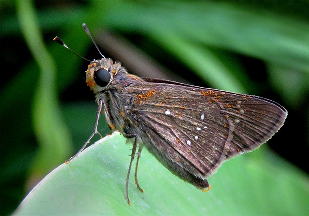 The Small Branded Swift (Pelopidas mathias) - Bali Wildlife
