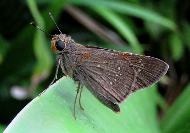 The Small Branded Swift (Pelopidas mathias) - Bali Wildlife