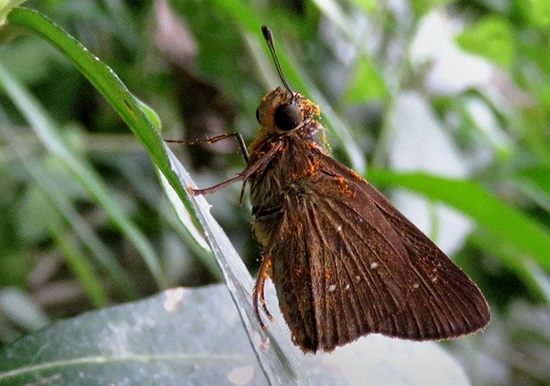 The Small Branded Swift (Pelopidas mathias) - Bali Wildlife