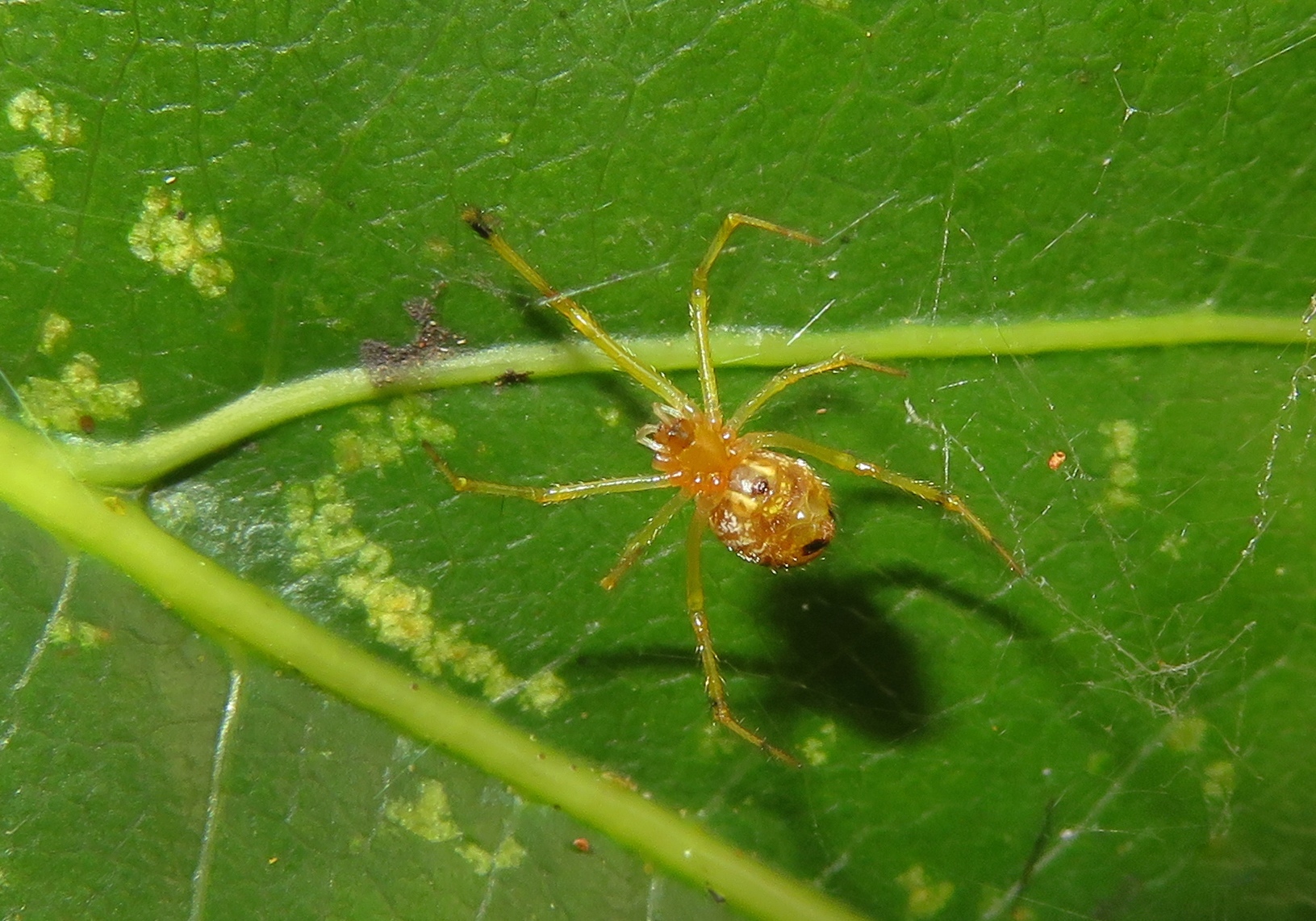 Tangleweb Spiders (Theridion zonulatum) - Bali Wildlife