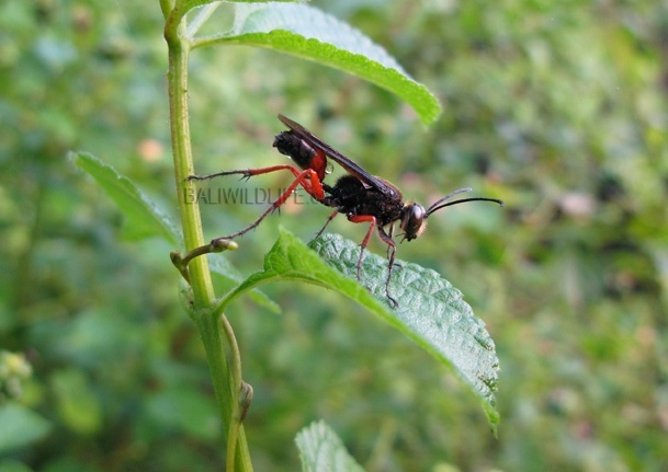 Thread-waisted Wasps (Sphex sericeus) - Bali Wildlife
