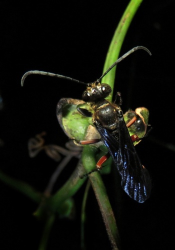 Thread-waisted Wasps (Sphex sericeus) - Bali Wildlife