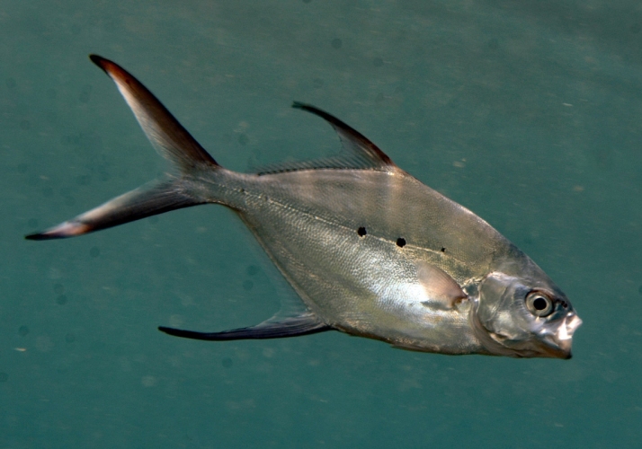 Smallspotted Dart (Trachinotus baillonii) - Bali Wildlife