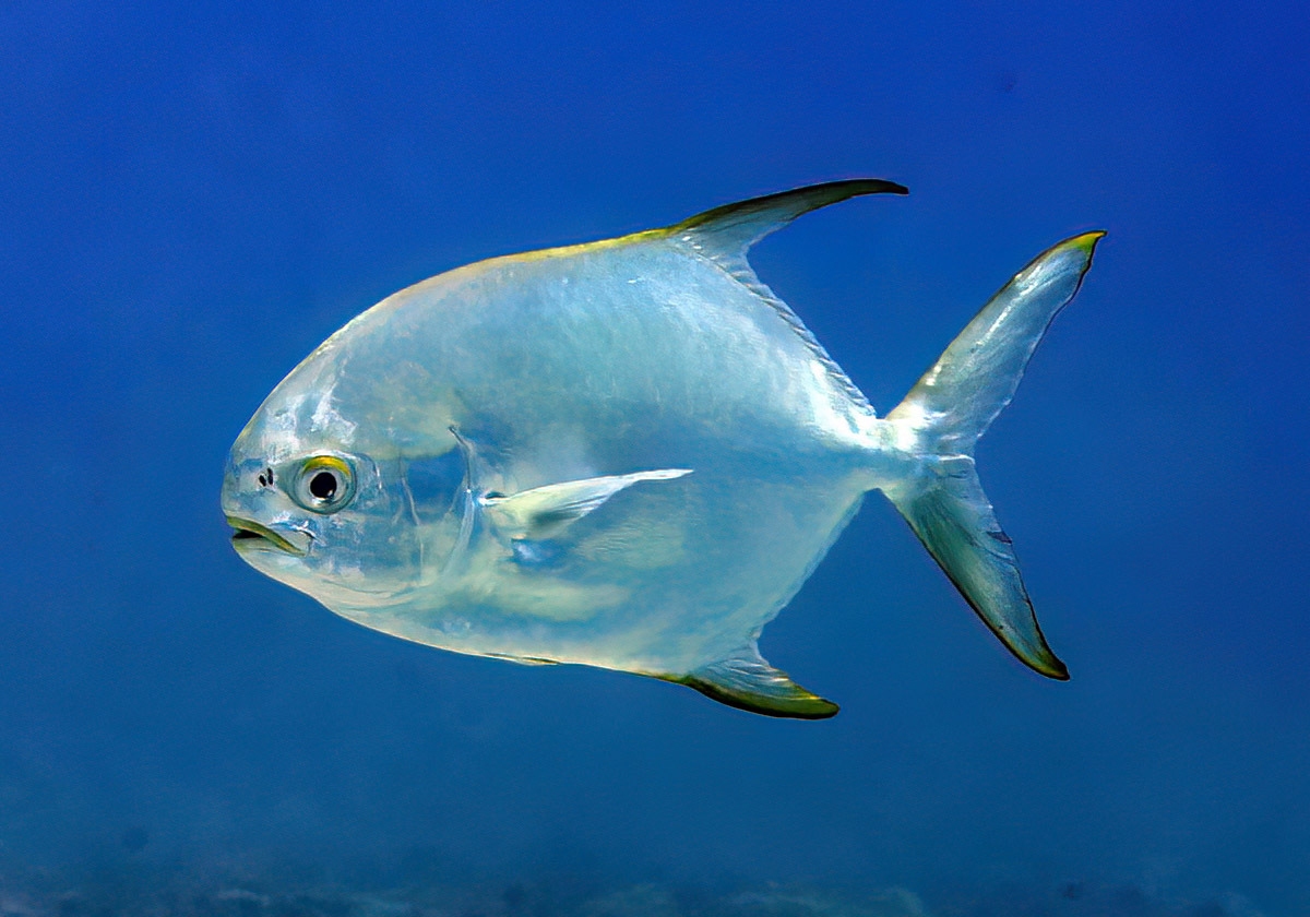 Snubnose Dart (Trachinotus blochii) - Bali Wildlife