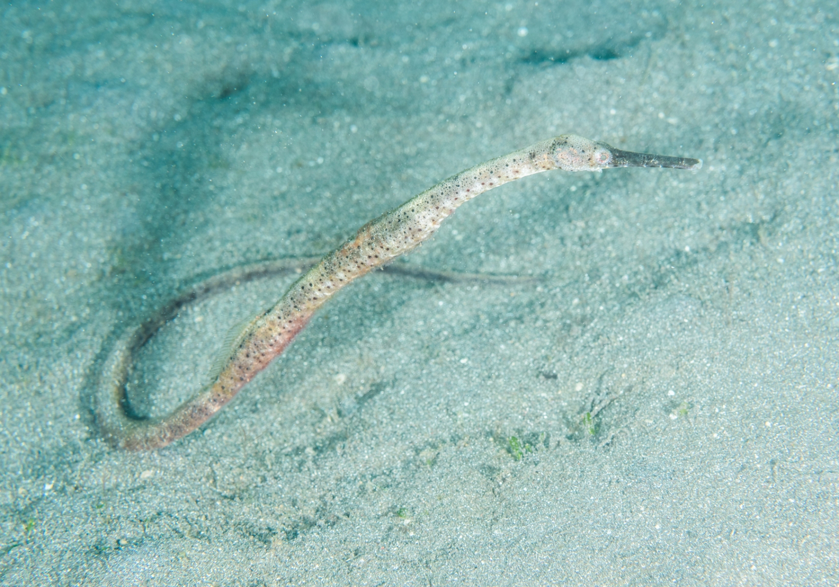Bentstick Pipefish (Trachyrhamphus bicoarctatus) - Bali Wildlife