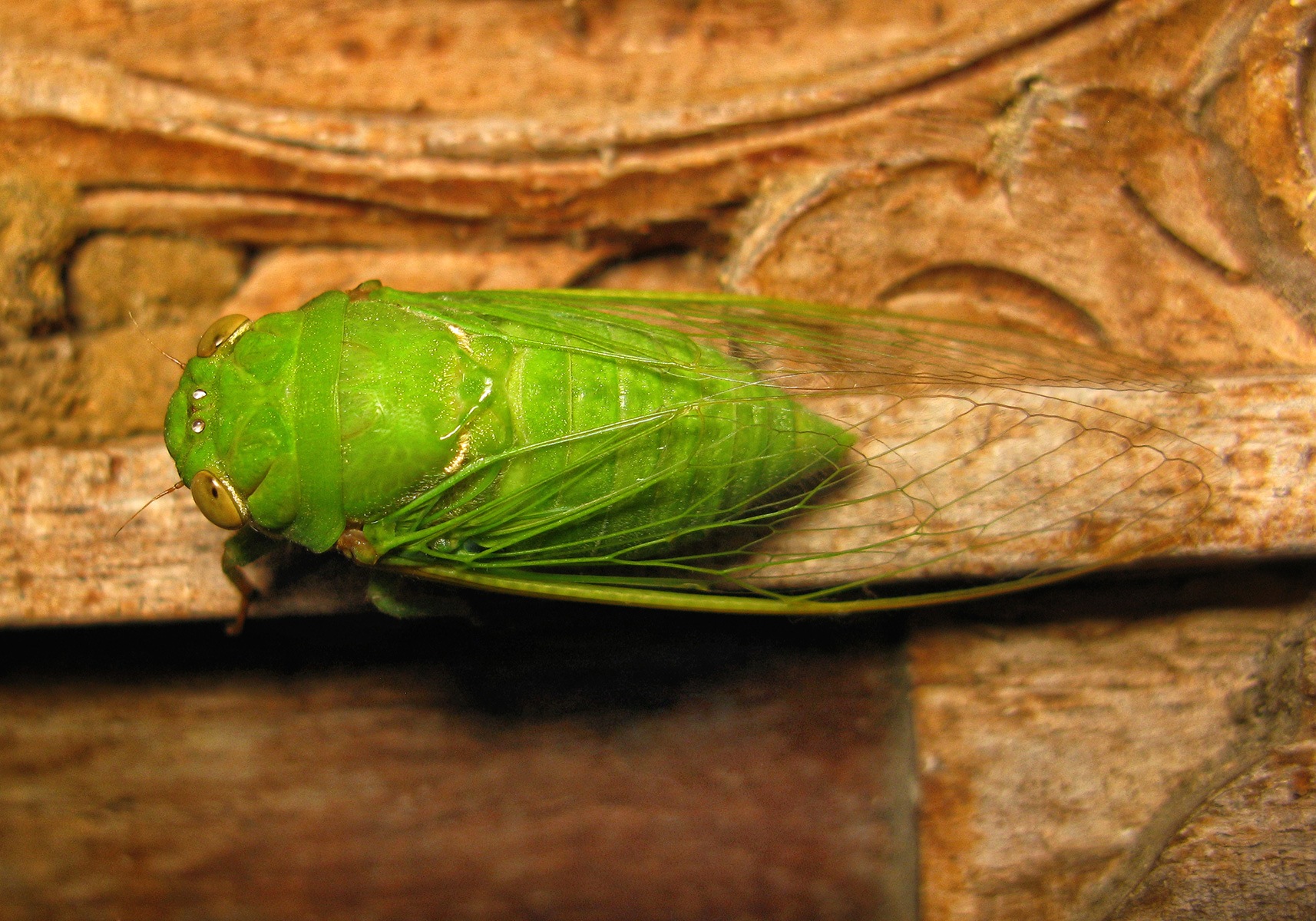 Translucent Cicadas (Dundubia vaginata) - Bali Wildlife