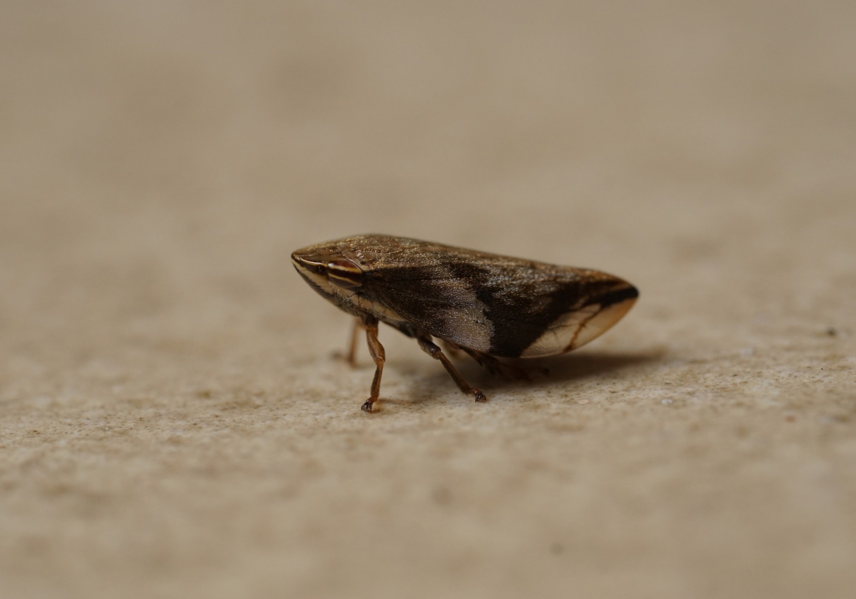 True Spittlebugs (Clovia conifera) - Bali Wildlife