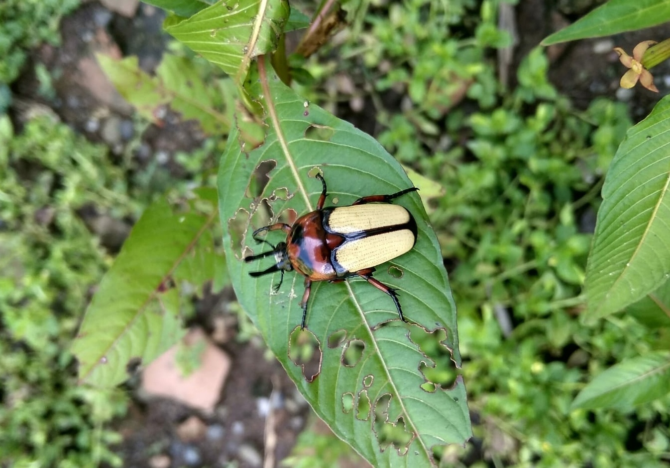 Two-horned Beetle (Dicheros bicornis) - Bali Wildlife