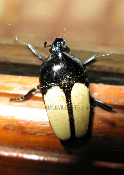 Two-horned Beetle (Dicheros bicornis) - Bali Wildlife