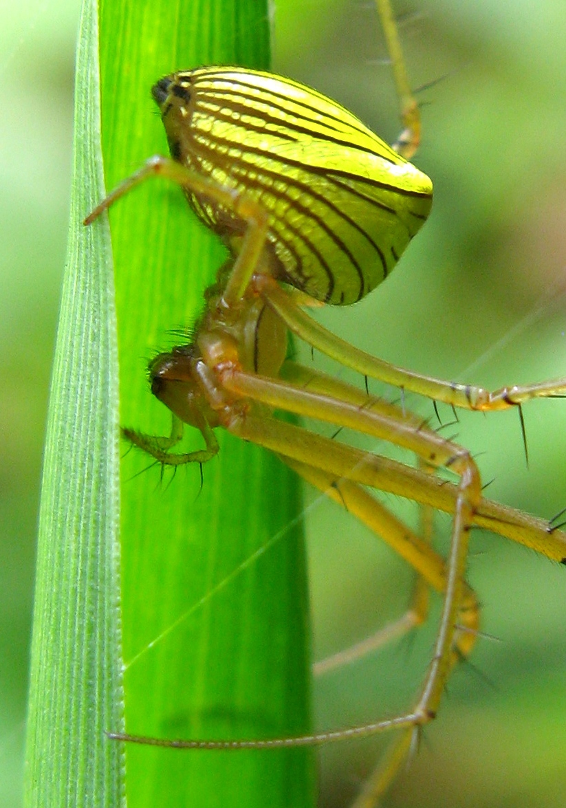 Striated Tylorida (Tylorida striata) - Bali Wildlife