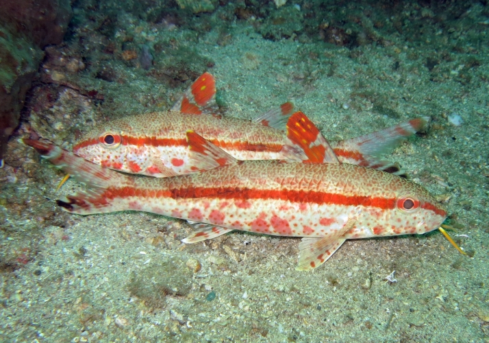 Freckled Goatfish (Upeneus tragula) - Bali Wildlife