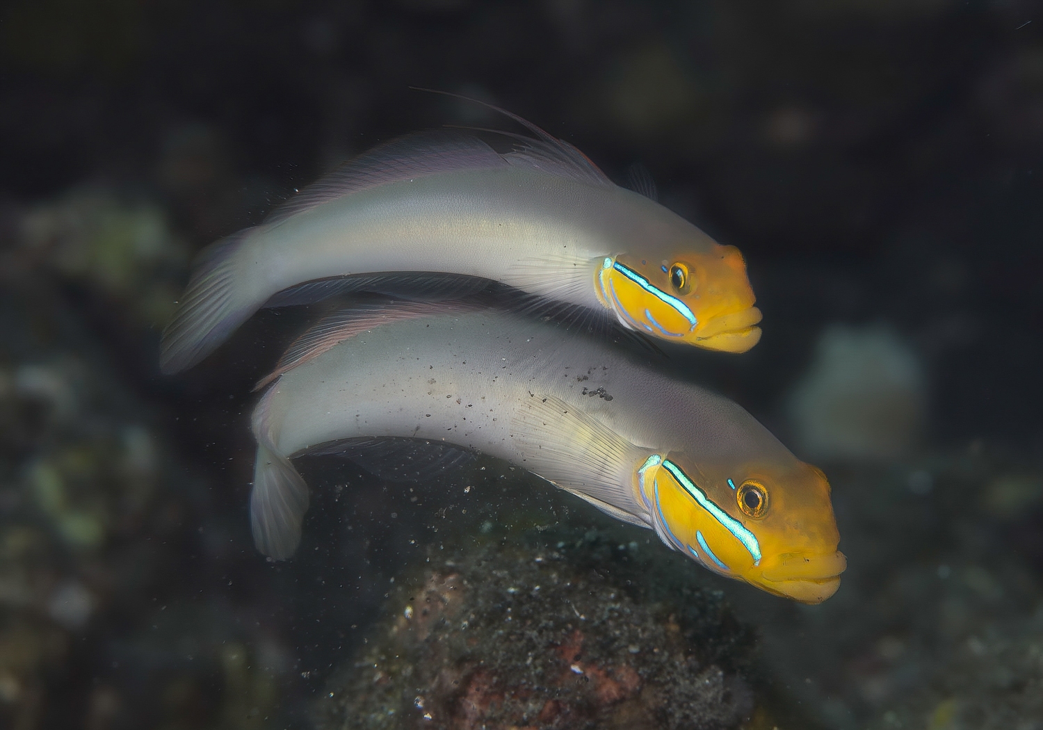 Bluestreak Goby (Valenciennea strigata) - Bali Wildlife