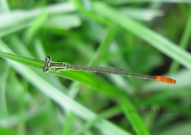 Variable Wisp (Agriocnemis femina) - Bali Wildlife