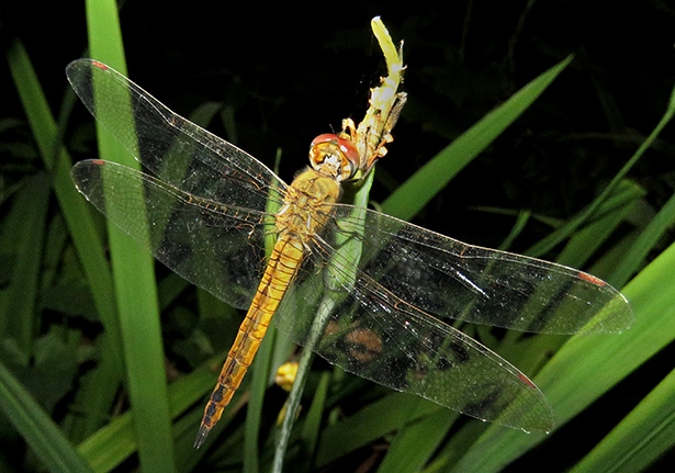 Wandering Glider (Pantala flavescens) - Bali Wildlife